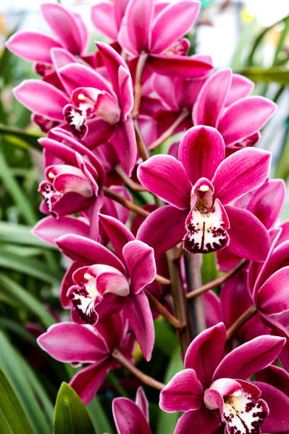 Free Stock Photo of Cluster of Maroon Moth Orchid Flowers | Download ...