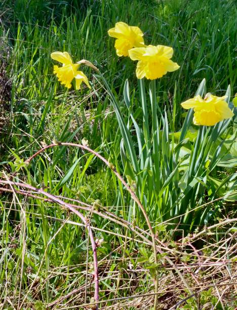 Free Stock Photo of Strange flower with daffodil | Download Free Images ...