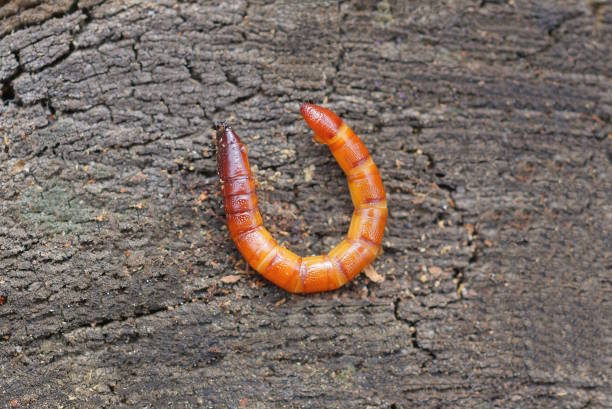 Free picture: insect, larva, light brown, worm, nature, wood, wildlife ...