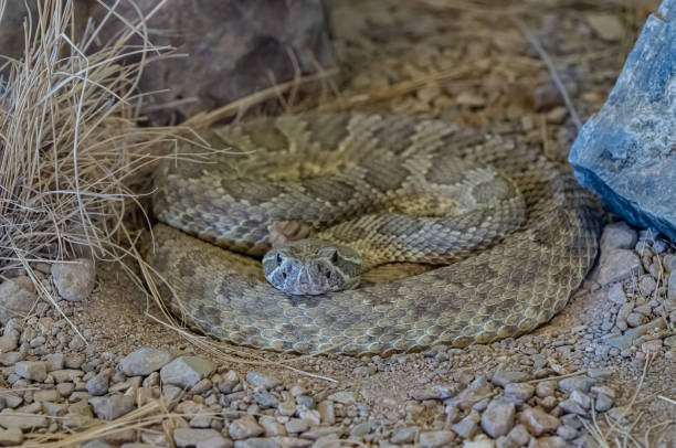 Image libre: prairie, serpent à sonnettes, crotalus, viridis