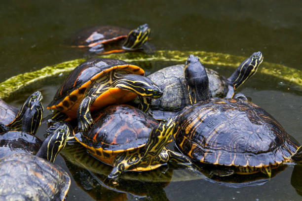 Free picture: turtle, swimming, zoo