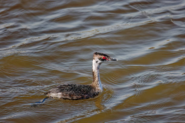 Free picture: podiceps auritus, horned, grebe, ducks