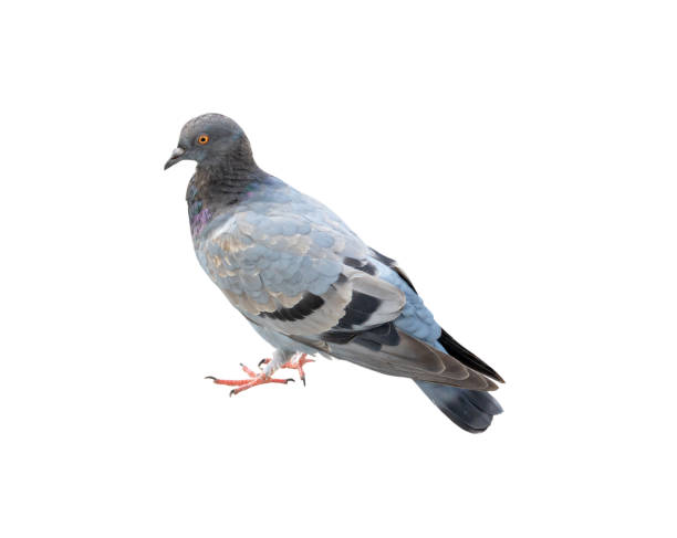 Image libre: Détails, œil, tête, Pigeon, Portrait, vue de côté, bec ...