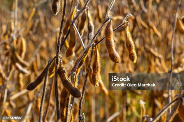 Kedelai Pod Makro Panen Kacang Kedelai Tanaman Kacangkacangan Pertanian