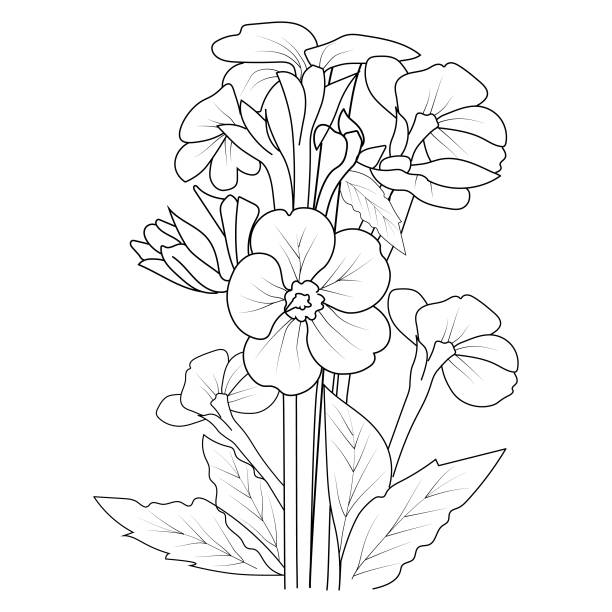 Primrose Flower Drawing