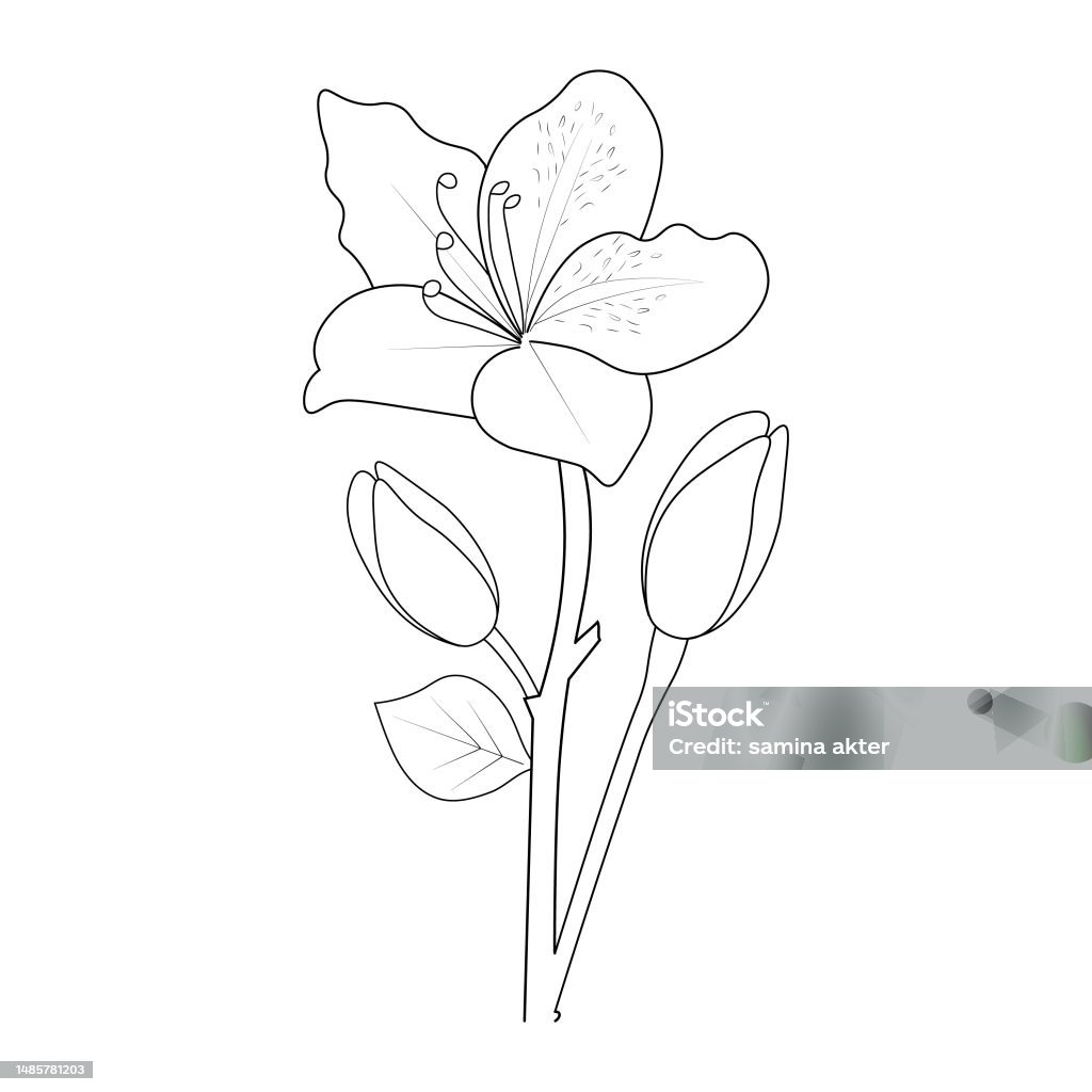 Dessin Facile De Fleurs Dazalée Dessin Dazalée Dessin Dazalée Botanique