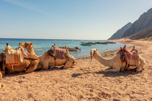 Free Stock Photo of Resting camels in sunlit sandy desert | Download ...
