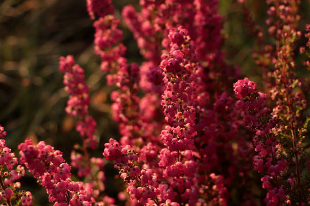 Free picture: flower, garden, petal, nature, pink, heath, blossom, plant