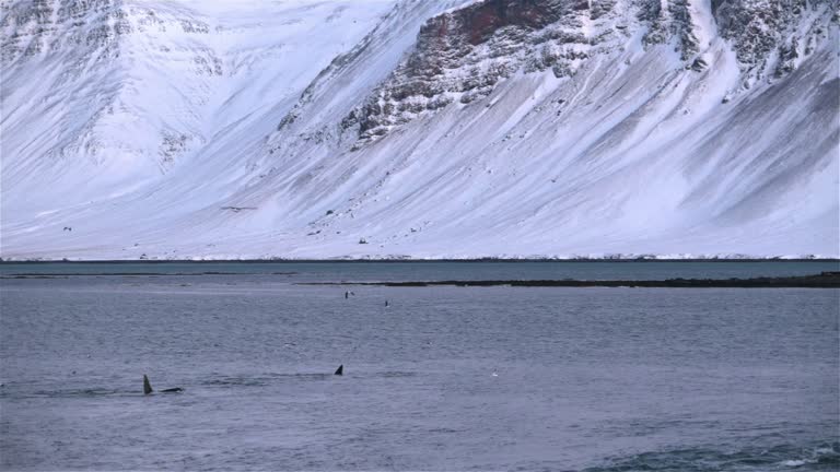 10 Iceland Killer Whale Stock Videos and Royalty-Free Footage - iStock 10 Iceland Killer Whale Stock Videos and Royalty-Free Footage - iStock