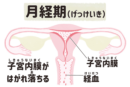 Diagram Siklus Menstruasi Dalam Bahasa Jepang Fase Menstruasi Ilustrasi ... Diagram Siklus Menstruasi Dalam Bahasa Jepang Fase Menstruasi Ilustrasi ...