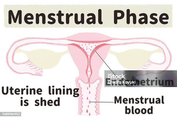 Diagram Siklus Menstruasi Fase Menstruasi Ilustrasi Stok - Unduh Gambar ... Diagram Siklus Menstruasi Fase Menstruasi Ilustrasi Stok - Unduh Gambar ...
