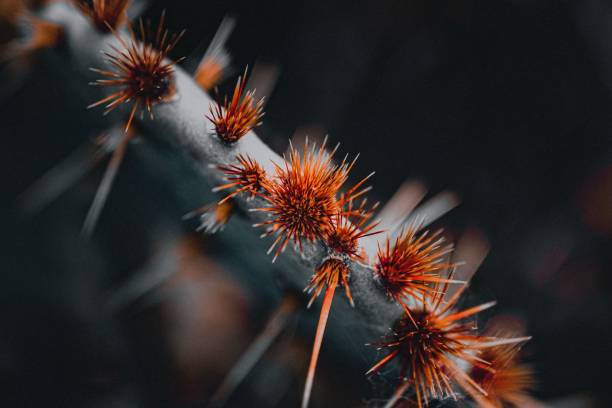 Free picture: barbed, cactus, plant