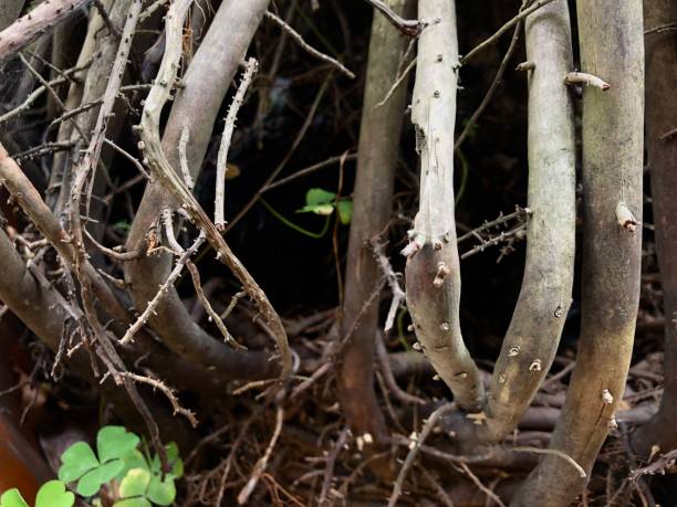 Free picture: wood, tree, leaf, branch, root, nature, environment, bark ...