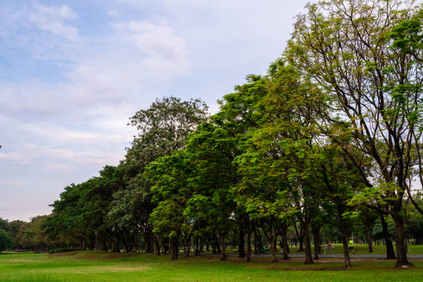 Free picture: The trees in the park next to each other make their ...