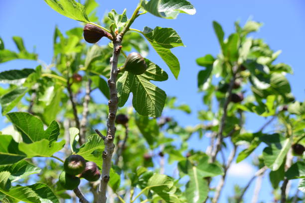 300+ Free Fig Tree & Fig Images - Pixabay