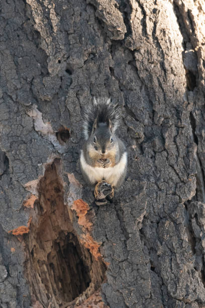 Free douglas squirrel stock photos. Download the best free douglas ...