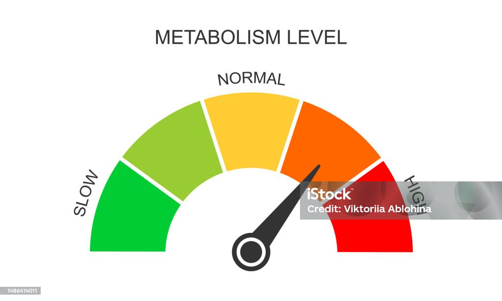 Metabolism Meter Dashboard With Arrow Metabolic Levels From Slow To ... Metabolism Meter Dashboard With Arrow Metabolic Levels From Slow To ...