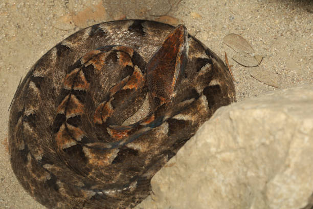 Free picture: viper, snake, head, wildlife, venom, eye, rattlesnake ...