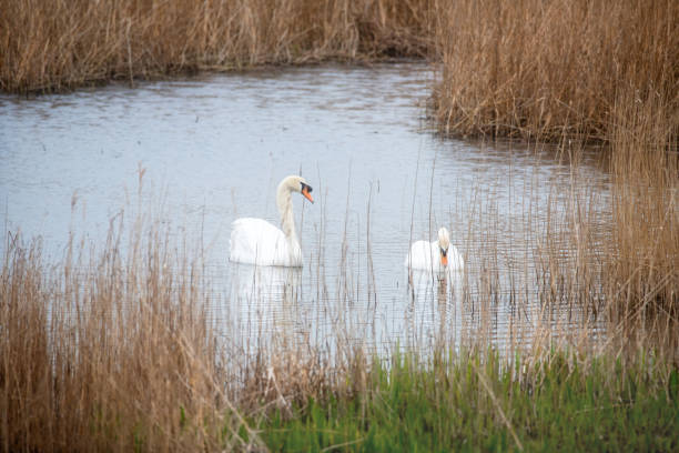 Free picture: pair, swan, together, birds, aquatic bird, wildlife ...