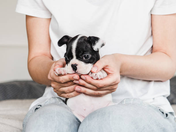 Free picture: black, dog, hand, head, pet, canine, cute, portrait ...
