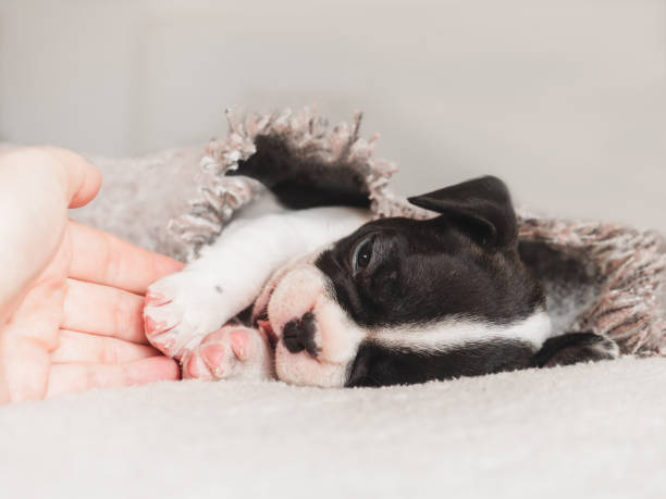 Free picture: black, dog, hand, head, pet, canine, cute, portrait ...