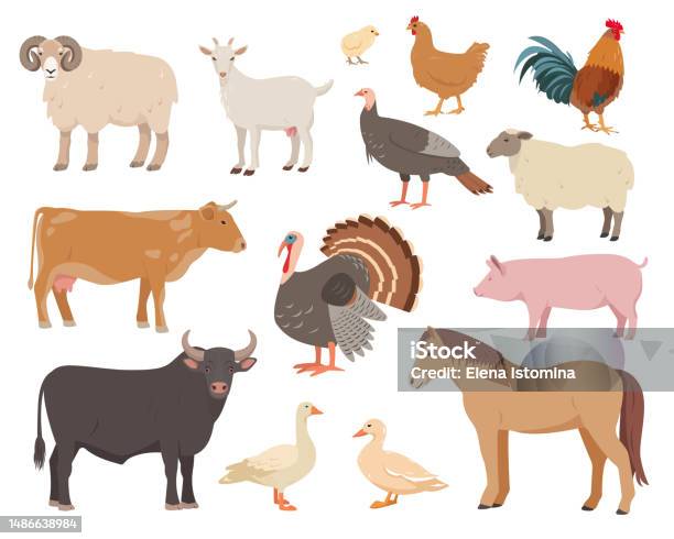 Ensemble Danimaux De Ferme Et Doiseaux Dans Différentes Poses Vache