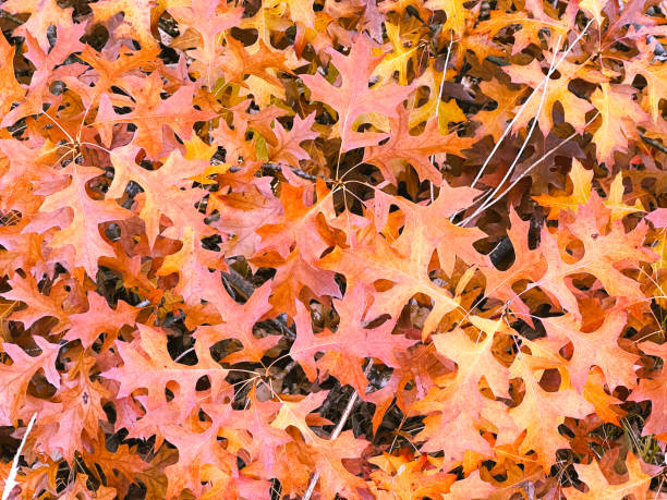 Free picture: autumn season, texture, branch, tree, nature, wood ...