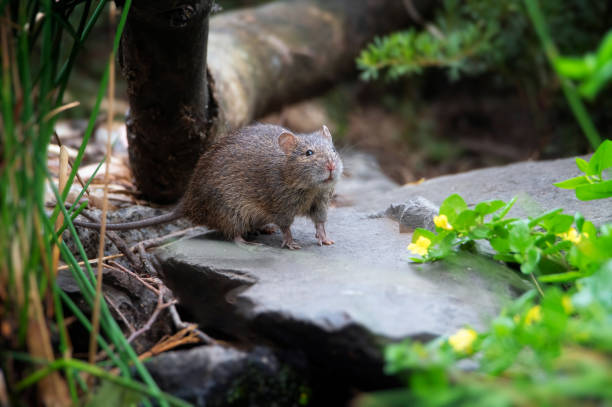 Imagen gratis: ratón, salvaje, roedor, naturaleza, flora y fauna ...