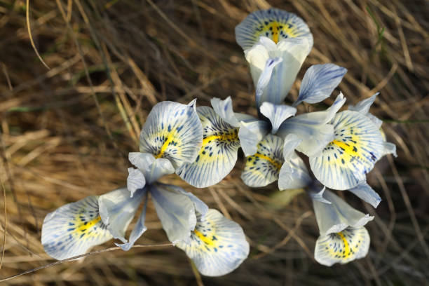 Free picture: purple, flower, iris, pollen, petals, close-up, bloom ...