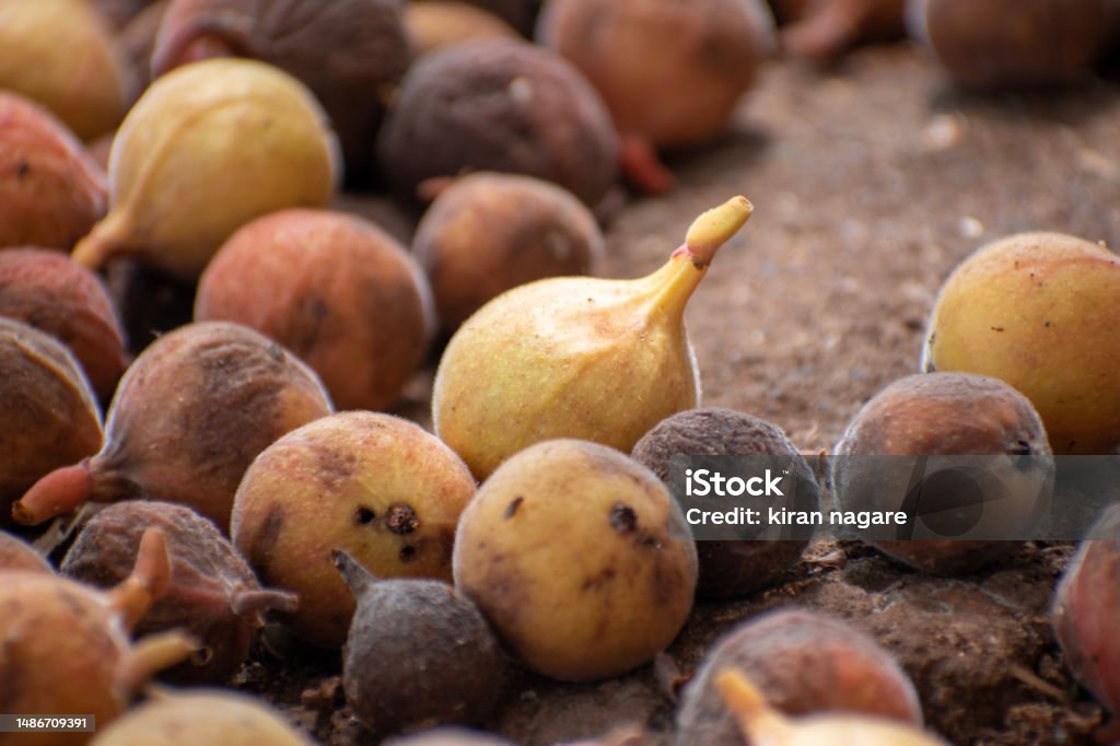 Buah Ara Ficus Racemosa Gambar Pada Sifat Pohon Buah Hutan Ara Buah