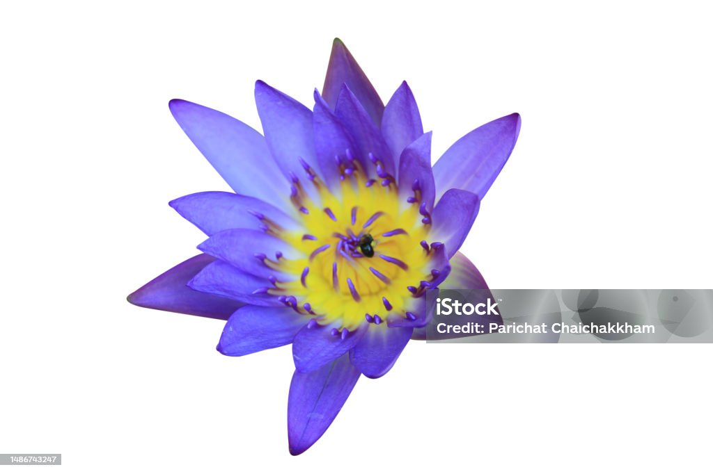 白い背景に紫色の花道を切り抜き一輪の花を咲かせます まぶしいのストックフォトや画像を多数ご用意 まぶしい カットアウト カラフル