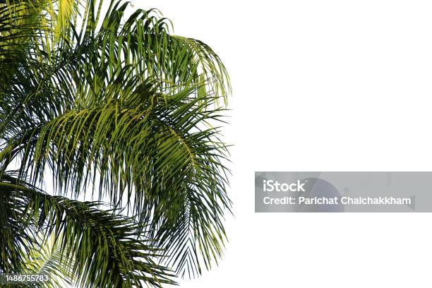 Photo Libre De Droit De Feuille De Cocotier Verte Ou Branche Darbre