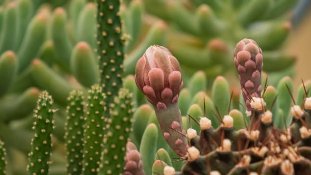 Free picture: close-up, cactus, dark red, succulent, spike, exotic ...