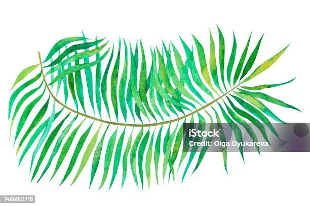 Daun Palem Cat Air Elemen Tanaman Tropis Ilustrasi Botani Yang Digambar