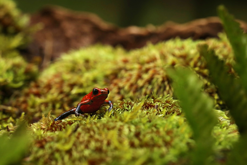 Katak Panah Beracun Stroberi Merah Dendrobates Pumilio Di Habitat Alam