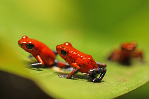 Katak Panah Beracun Stroberi Merah Dendrobates Pumilio Di Habitat Alam