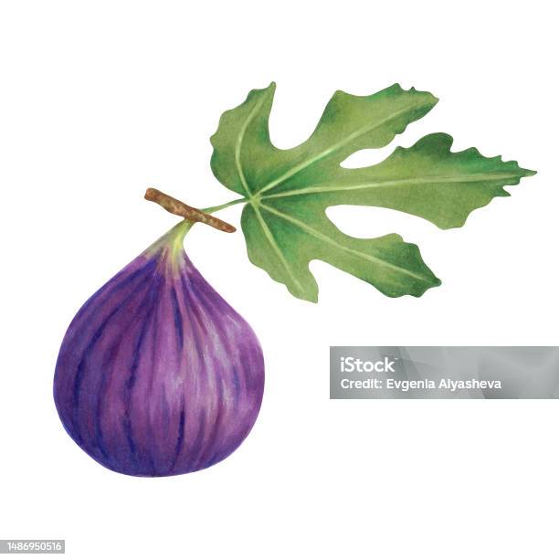 Buah Ara Ungu Matang Segar Dengan Daun Ilustrasi Digambar Dengan Spidol