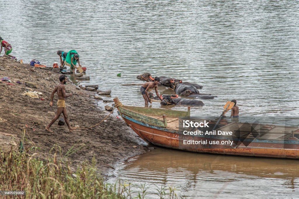 Penjaga Kerbau Memandikan Kerbau Mereka Di Sungai Kresna Foto Stok ... Penjaga Kerbau Memandikan Kerbau Mereka Di Sungai Kresna Foto Stok ...