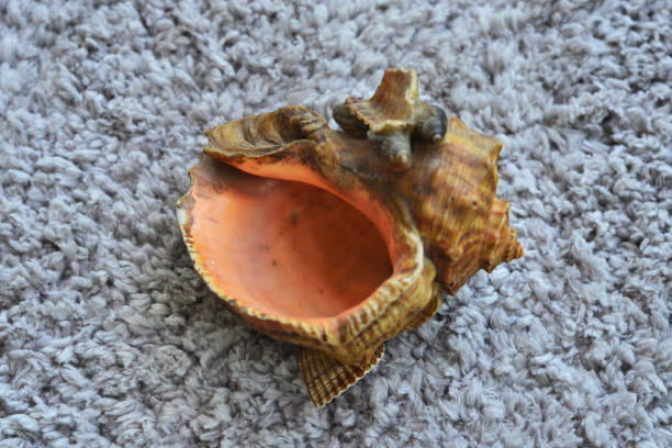Free picture: seashell, food, shell, still life, upclose, shellfish ...