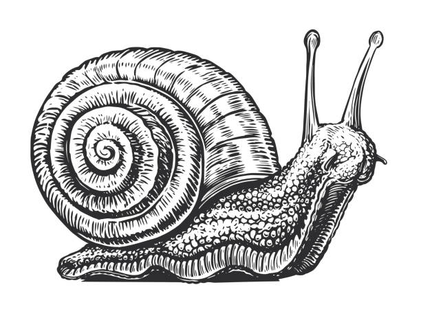Clip Art Snail