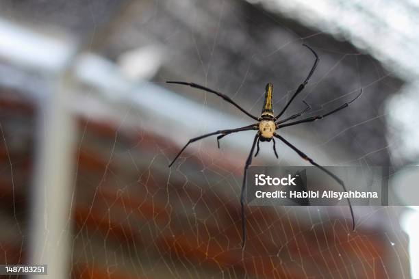 Penenun Bola Emas Raksasa Di Jaringnya Foto Stok - Unduh Gambar ... Penenun Bola Emas Raksasa Di Jaringnya Foto Stok - Unduh Gambar ...