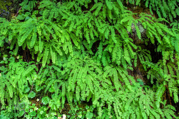 Free Stock Photo of Lush green ferns in a natural setting | Download ...