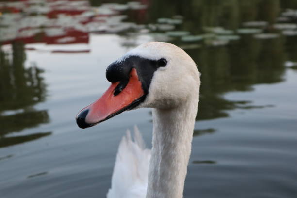 Free picture: beautiful photo, detail, portrait, swan, beak, bird ...