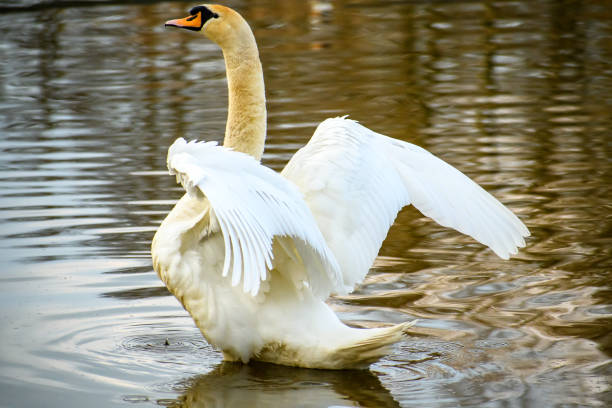 Free picture: curious, bird, swan, swimming, lake, water, nature, river ...