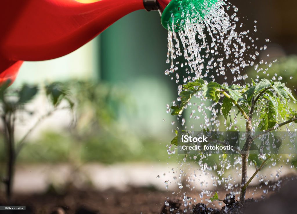 Penyiraman Tanaman Tomat Bibit Di Kebun Rumah Kaca Dengan Kaleng ... Penyiraman Tanaman Tomat Bibit Di Kebun Rumah Kaca Dengan Kaleng ...