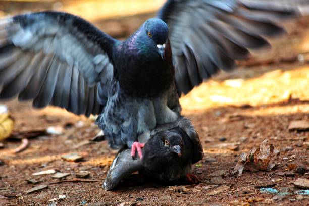 Free picture: bird, beak, feather, wildlife, pigeon, dove, nature, garden