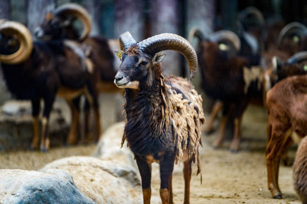 Free picture: antelope, head, portrait, animal, animals, big, brown, cute
