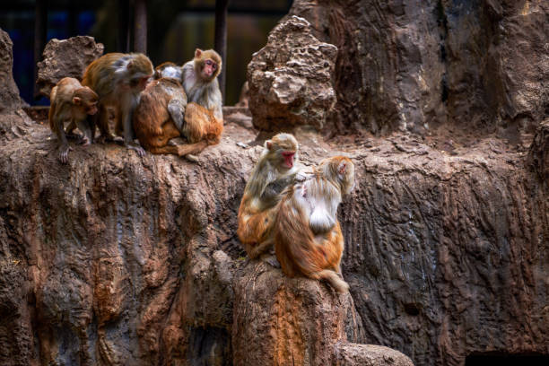 Free Stock Photo of A group of colorful monkeys with mouth open ...