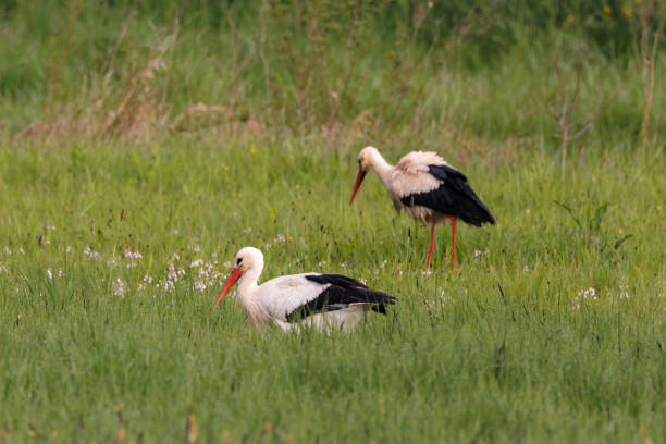 Free picture: white stork, bird, field, green grass