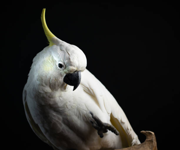 Free picture: bird, owl, side view, white, portrait, wildlife, animal ...